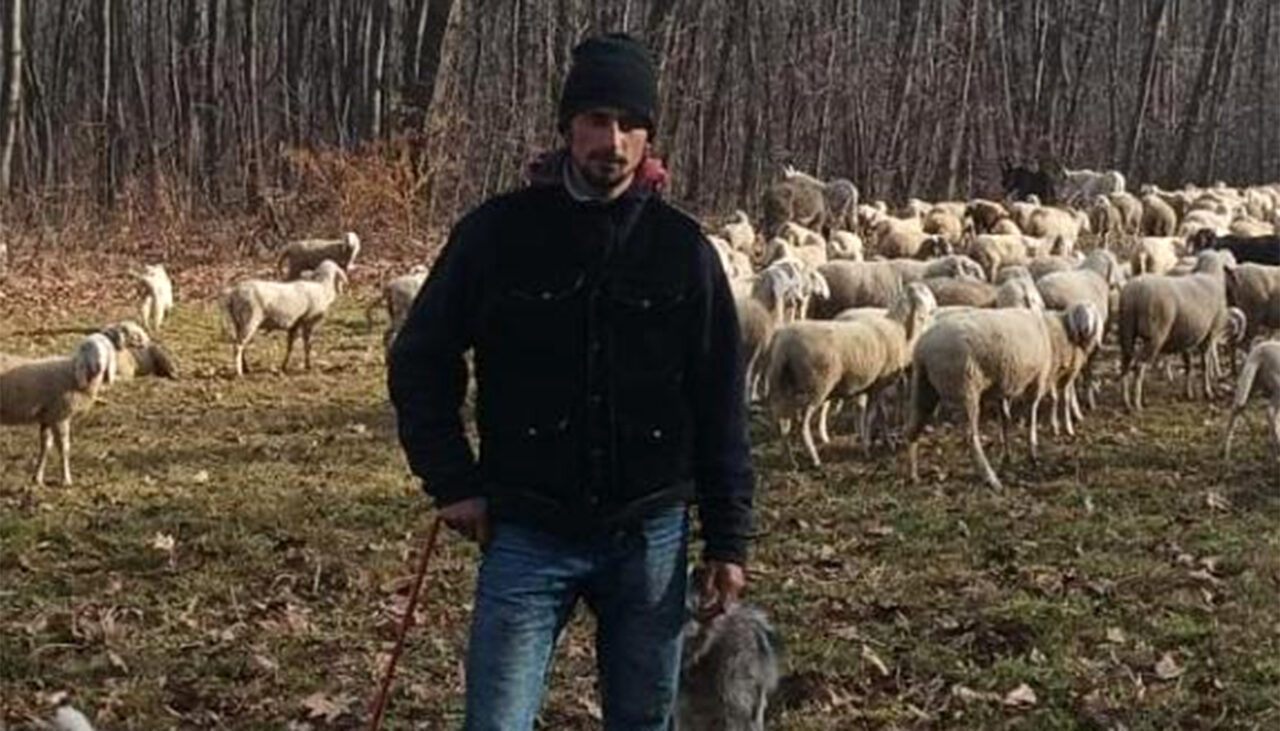 Salariul unui cioban la oi în Italia și comparația cu câștigurile în ...